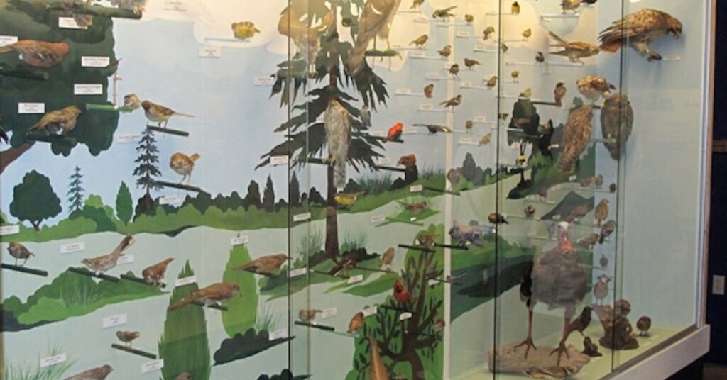 Exhibits & Attractions | Cape Cod Museum of Natural History