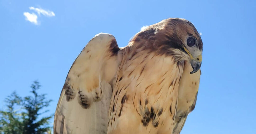 Cape Cod Museum of Natural History | Brewster, MA