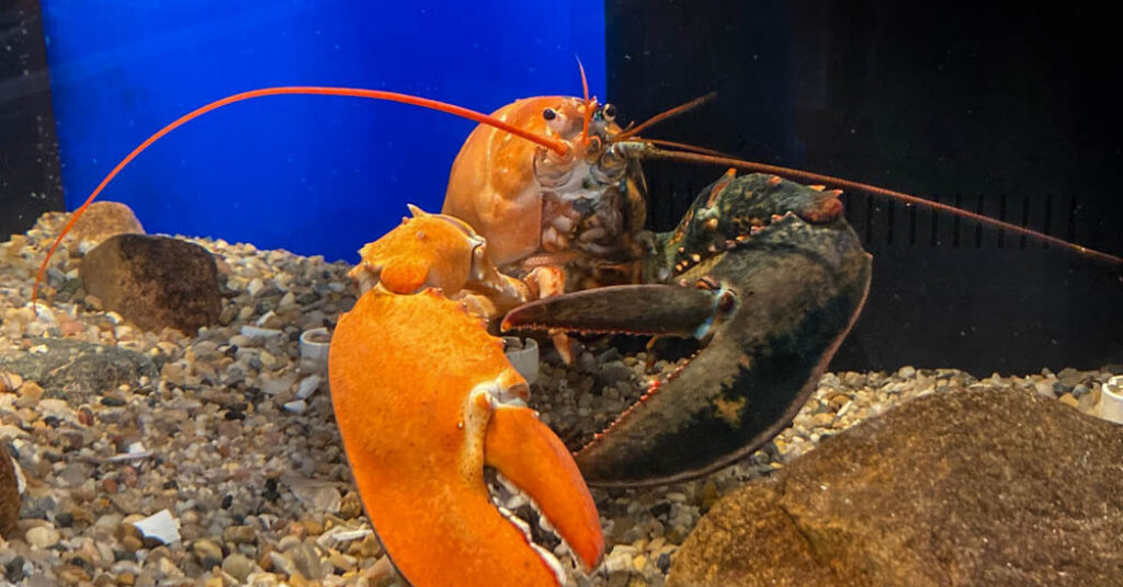 Exhibits & Attractions | Cape Cod Museum of Natural History
