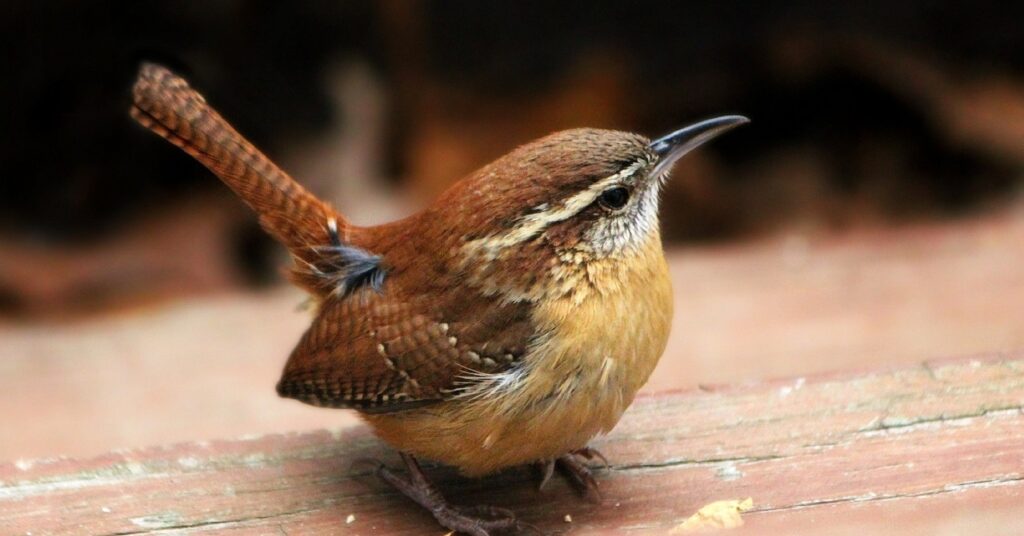 Thornton Burgess Society | Green Briar Nature Center & Jam Kitchen