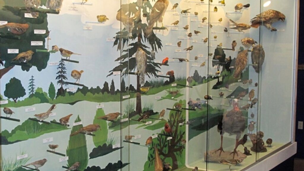 Preserved Bird Collection | Cape Cod Museum of Natural History