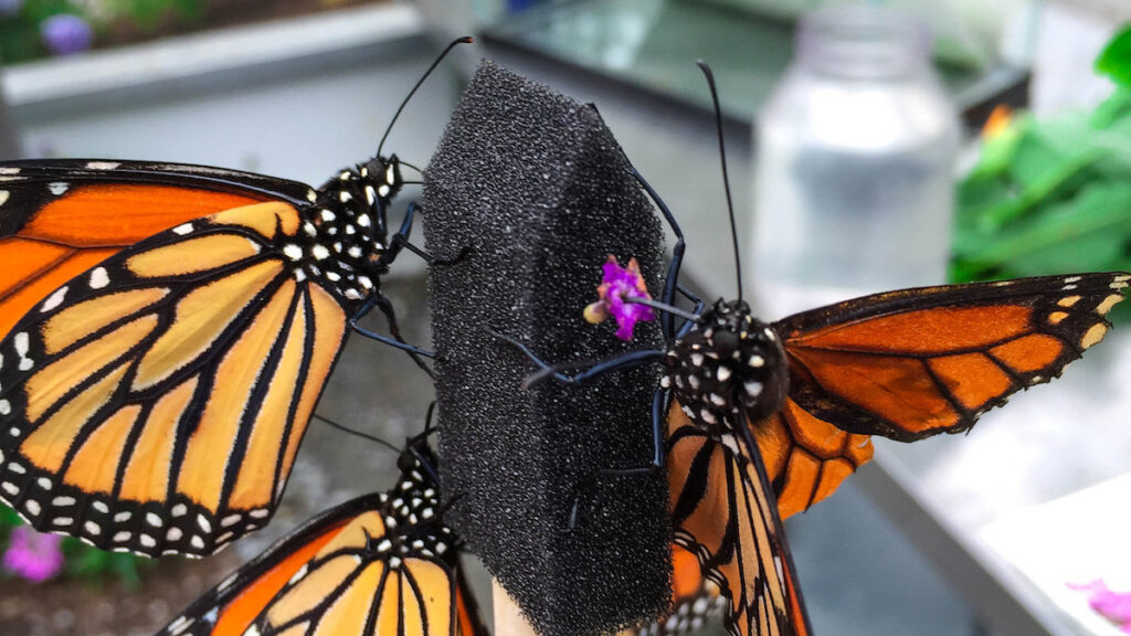 Feed the Butterflies | Cape Cod Museum of Natural History