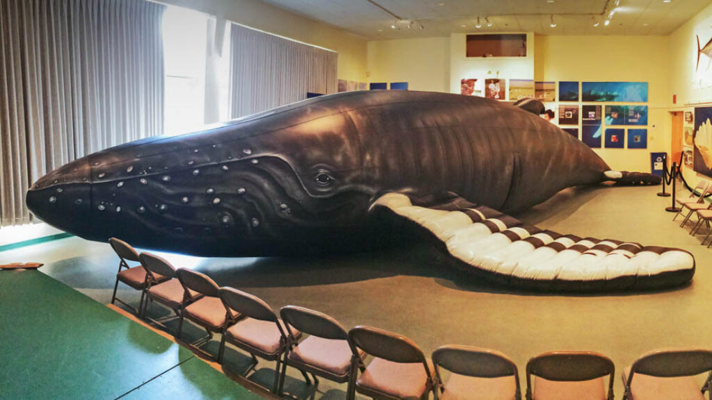 Inflatable Humpback Whale | Cape Cod Museum of Natural History