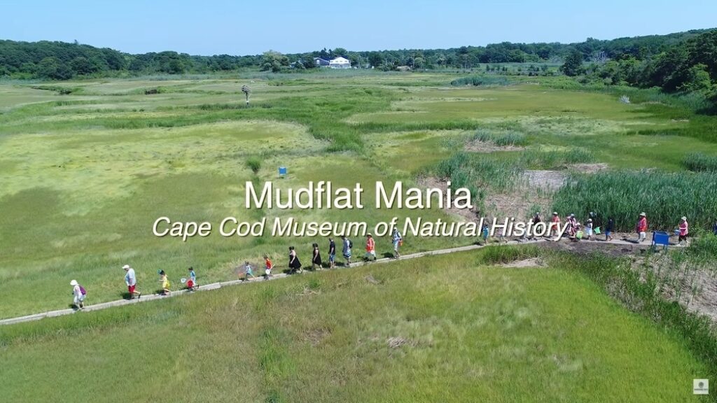 Mudflat Mania! | Cape Cod Museum of Natural History