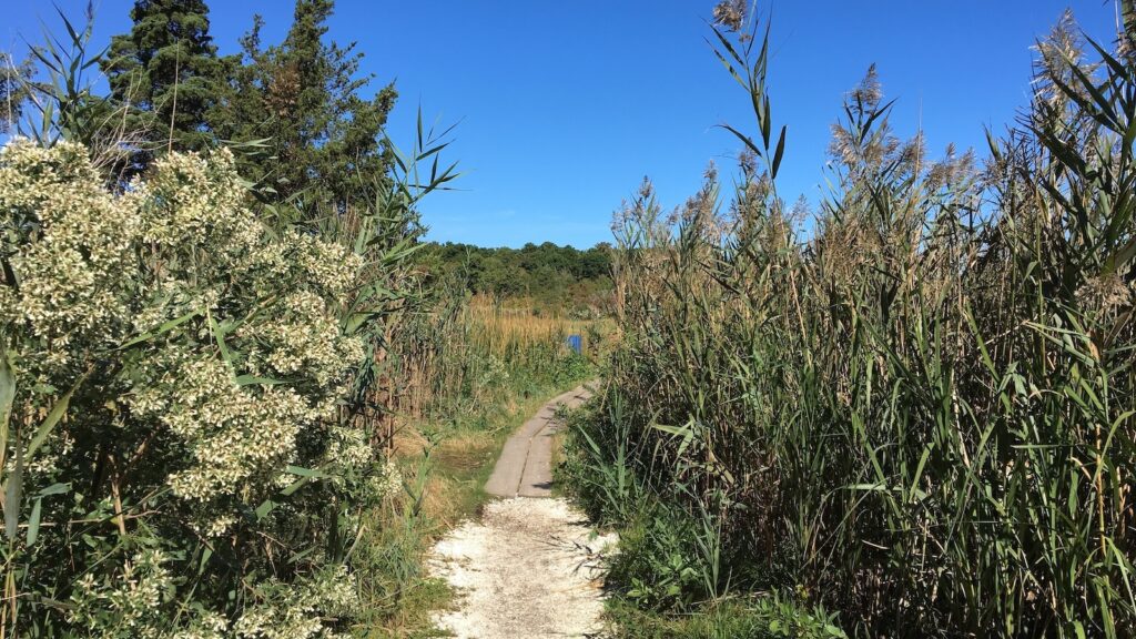 Guided Field Walks | Cape Cod Museum of Natural History