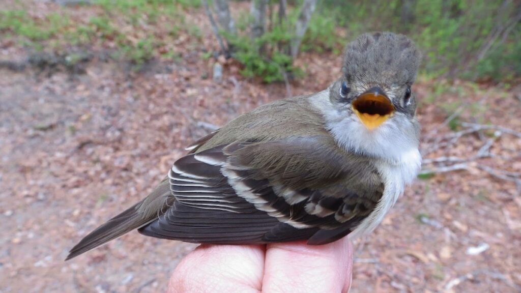 Wing Island Bird Banding Station | Cape Cod Museum of Natural History