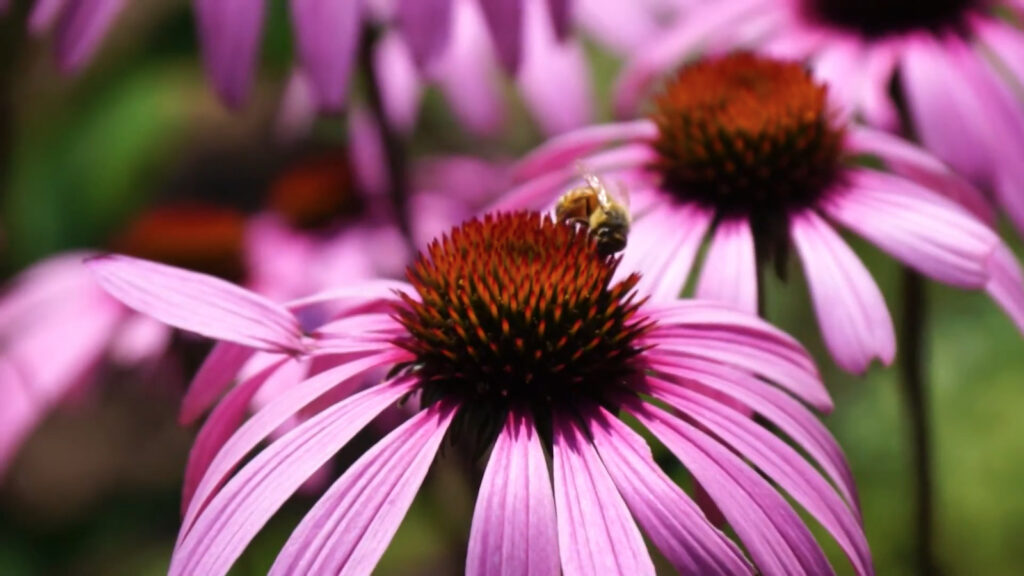Biomimicry | Cape Cod Museum of Natural History