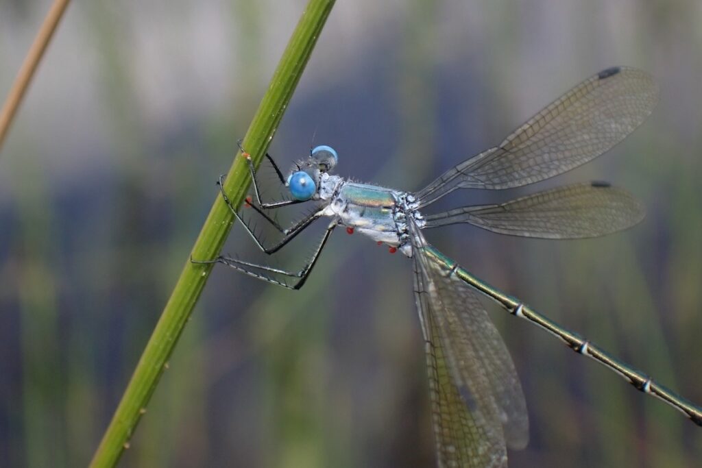 Thornton Burgess Society | Green Briar Nature Center & Jam Kitchen