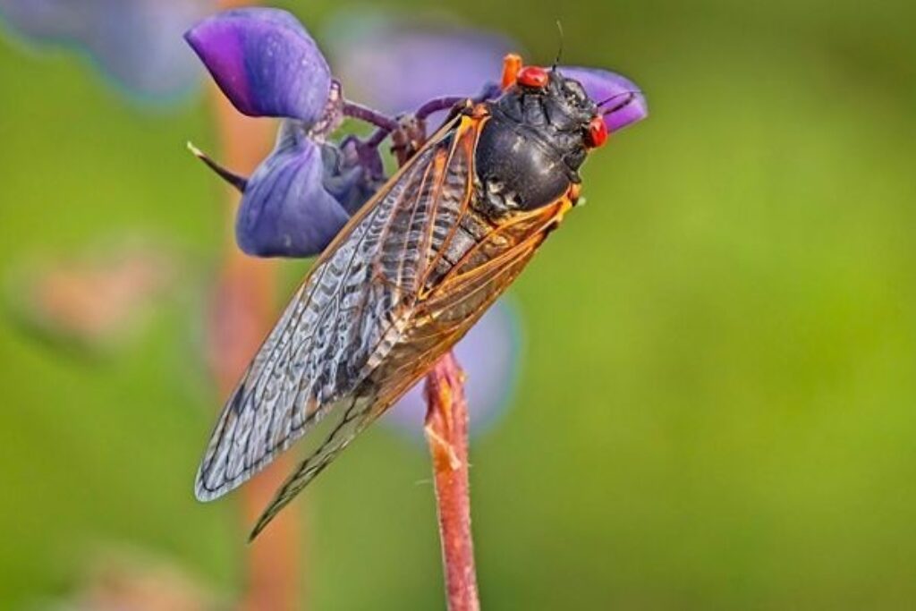 Cape Cod Museum of Natural History | Brewster, MA