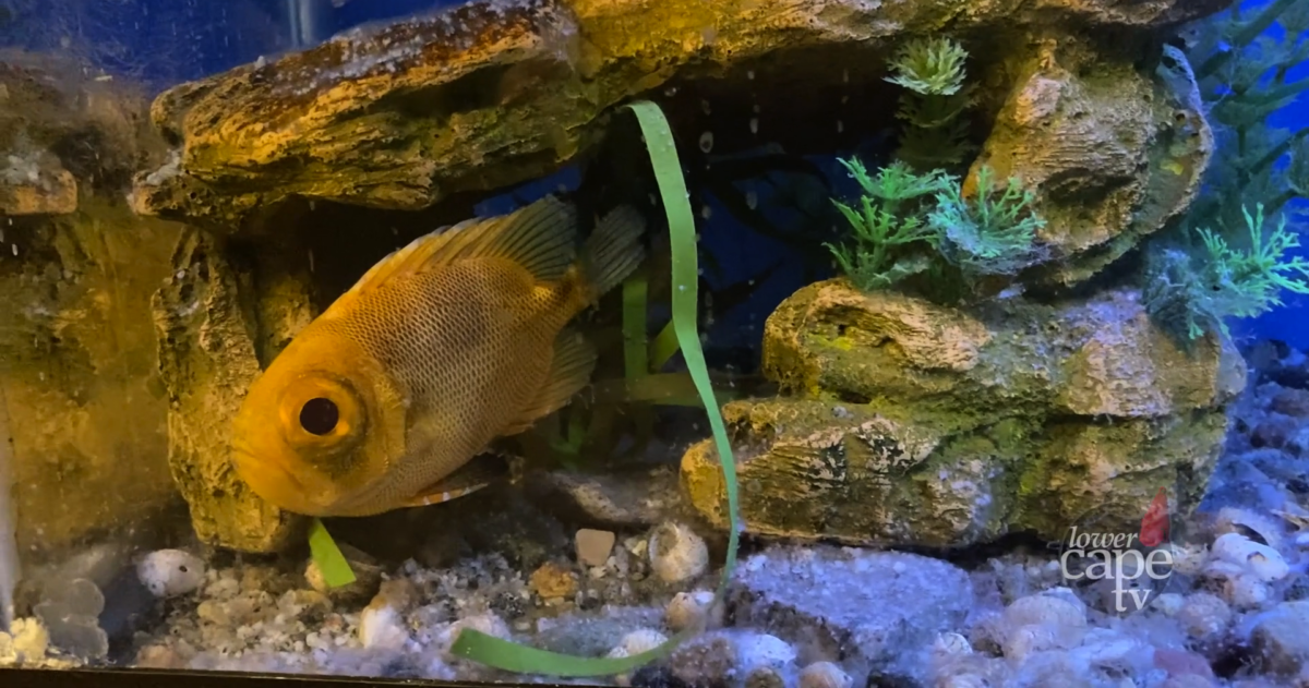 Little Lost Tropical Fish Become… | Cape Cod Museum of Natural History