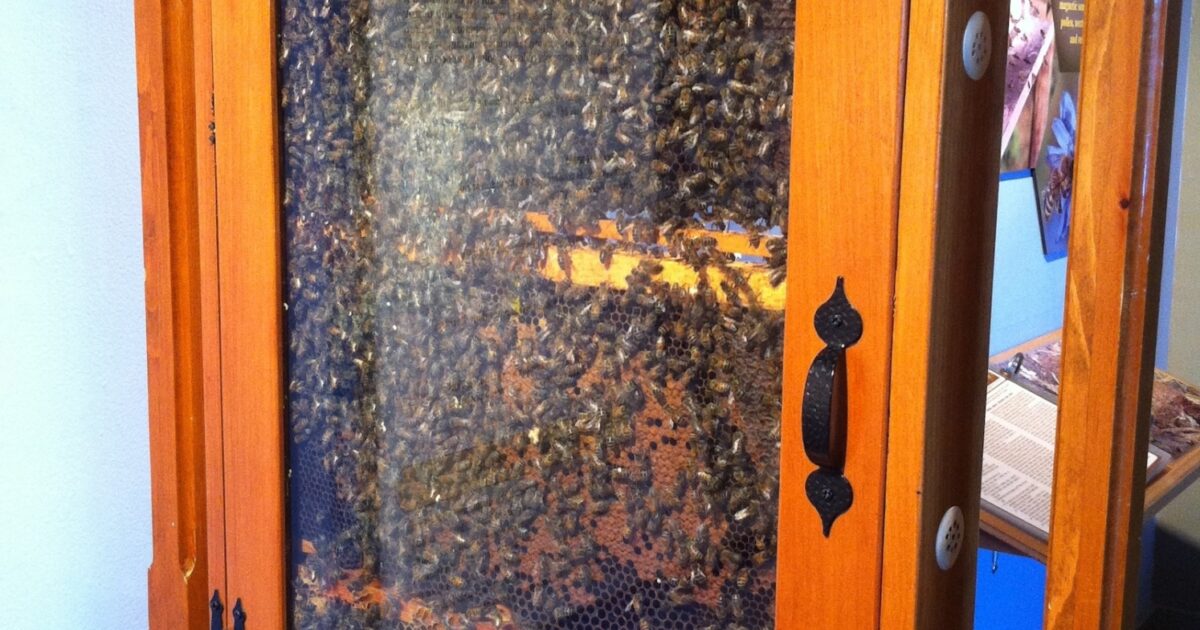 Honey Bee Observation Hive | Cape Cod Museum of Natural History