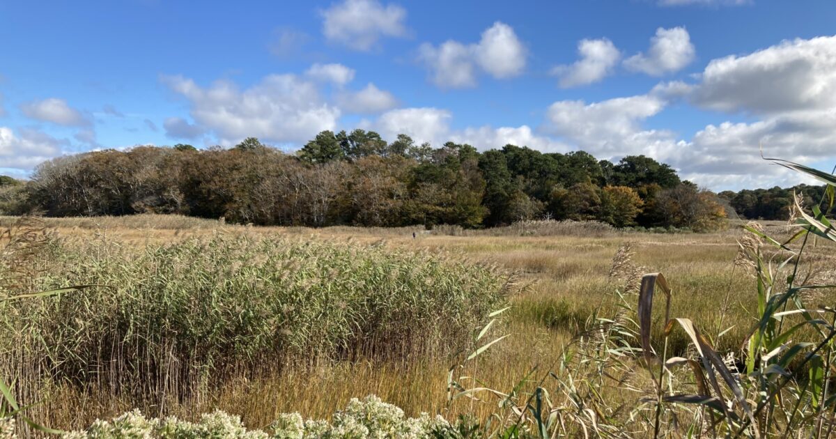 Trails & Tides | Cape Cod Museum of Natural History
