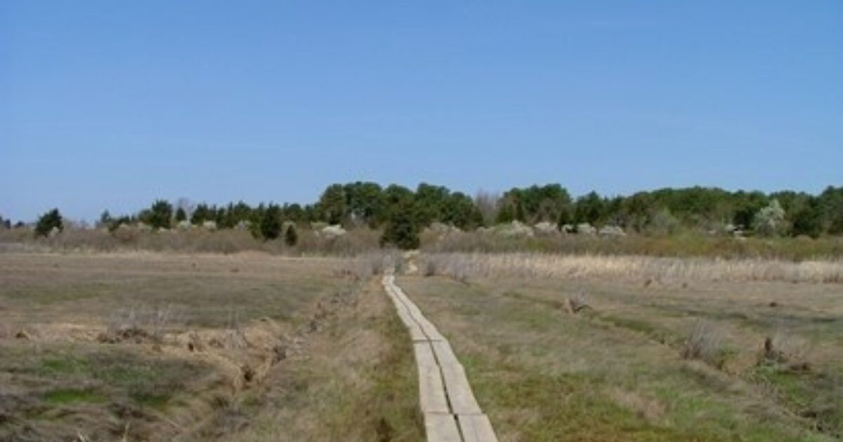 Wing Island Boardwalk | Cape Cod Museum of Natural History