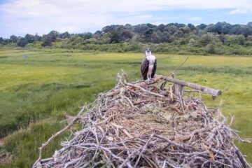 Overview | Cape Cod Museum of Natural History