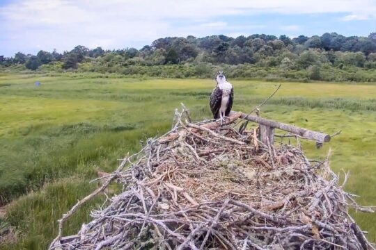 Aquarium | Cape Cod Museum of Natural History