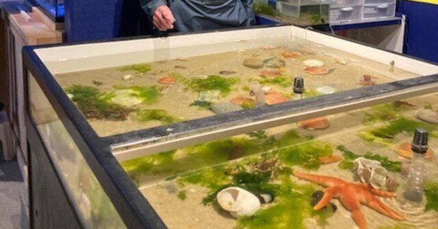 Cape Cod Museum of Natural History | Brewster, MA