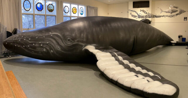 Cape Cod Museum of Natural History | Brewster, MA