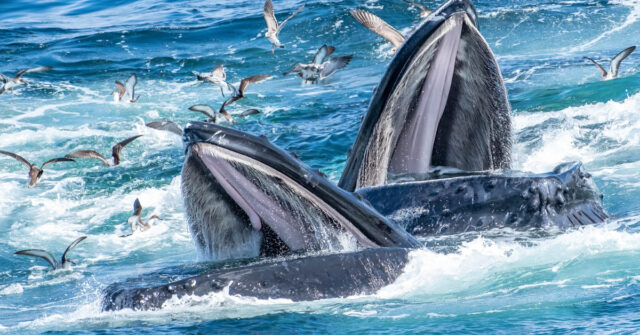 Cape Cod Museum of Natural History | Brewster, MA