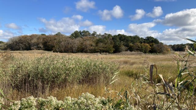 Trails & Tides | Cape Cod Museum of Natural History
