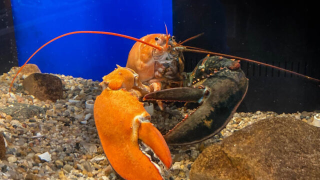 Aquarium | Cape Cod Museum of Natural History